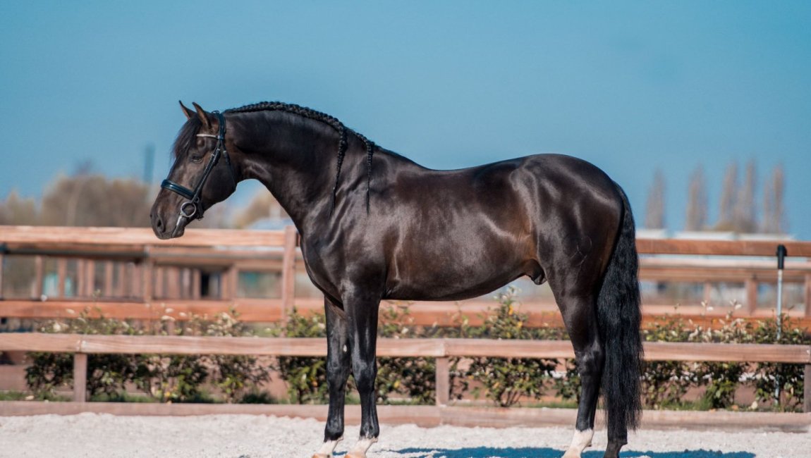 Onze paarden | NL Stables